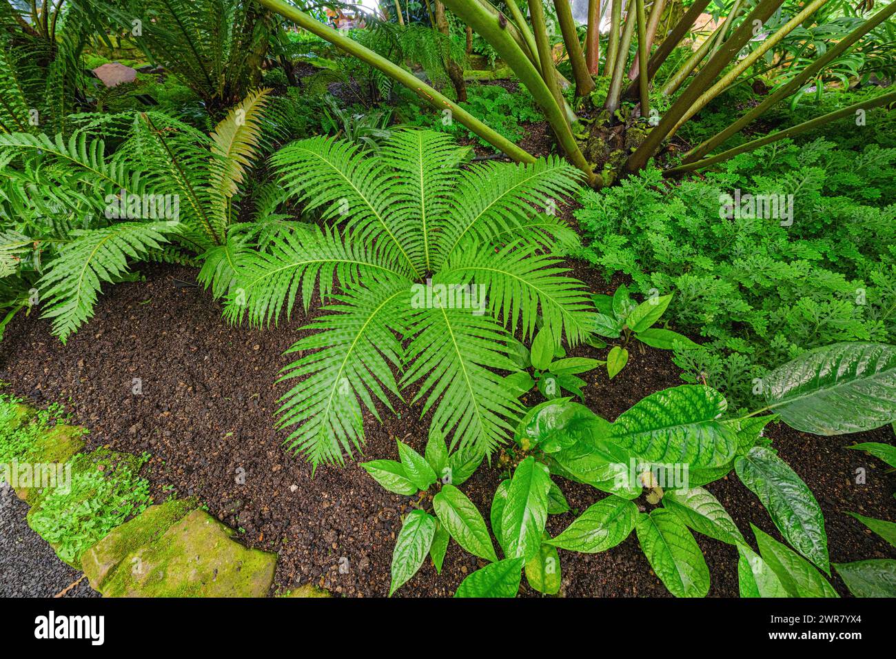 Blechnum gibbum called Silver lady or Dwarf tree fern (Blechnaceae) is ...