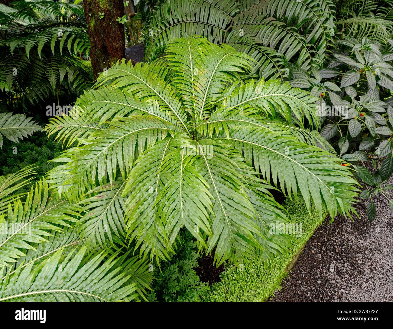 Blechnum gibbum called Silver lady or Dwarf tree fern (Blechnaceae) is ...
