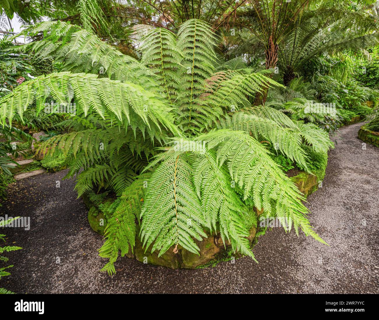 Australian tree fern dicksonia antarctica hi-res stock photography and ...