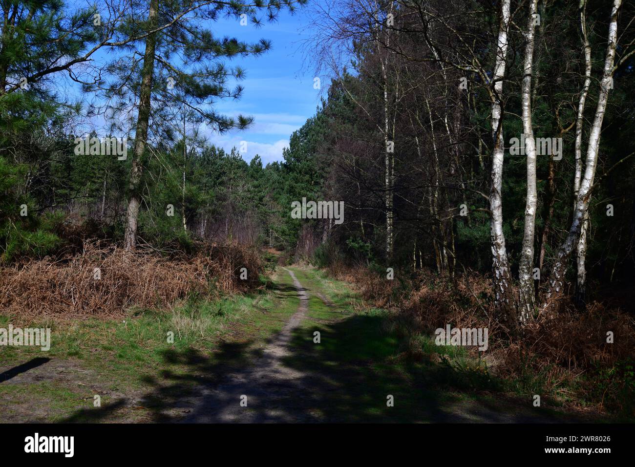 A path through Rendlesham forest on the UFO trail, Rendlesham Forest ...