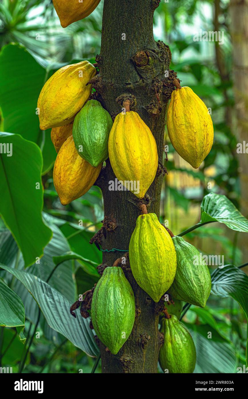 Cacao tree or cocoa tree (Theobroma cacao) is an evergreen tree native ...