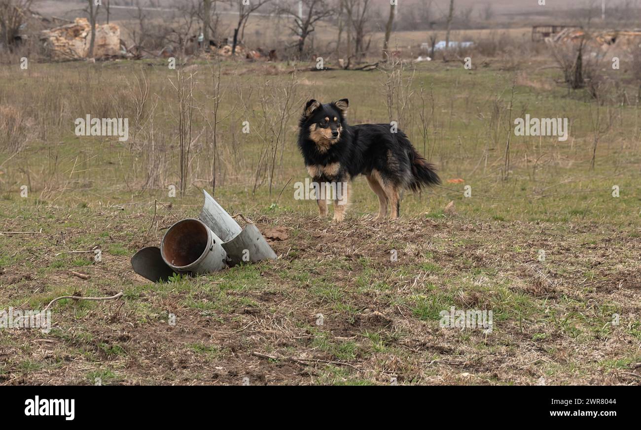 An unexploded missile of Russian enemy troops and a stray dog are seen ...