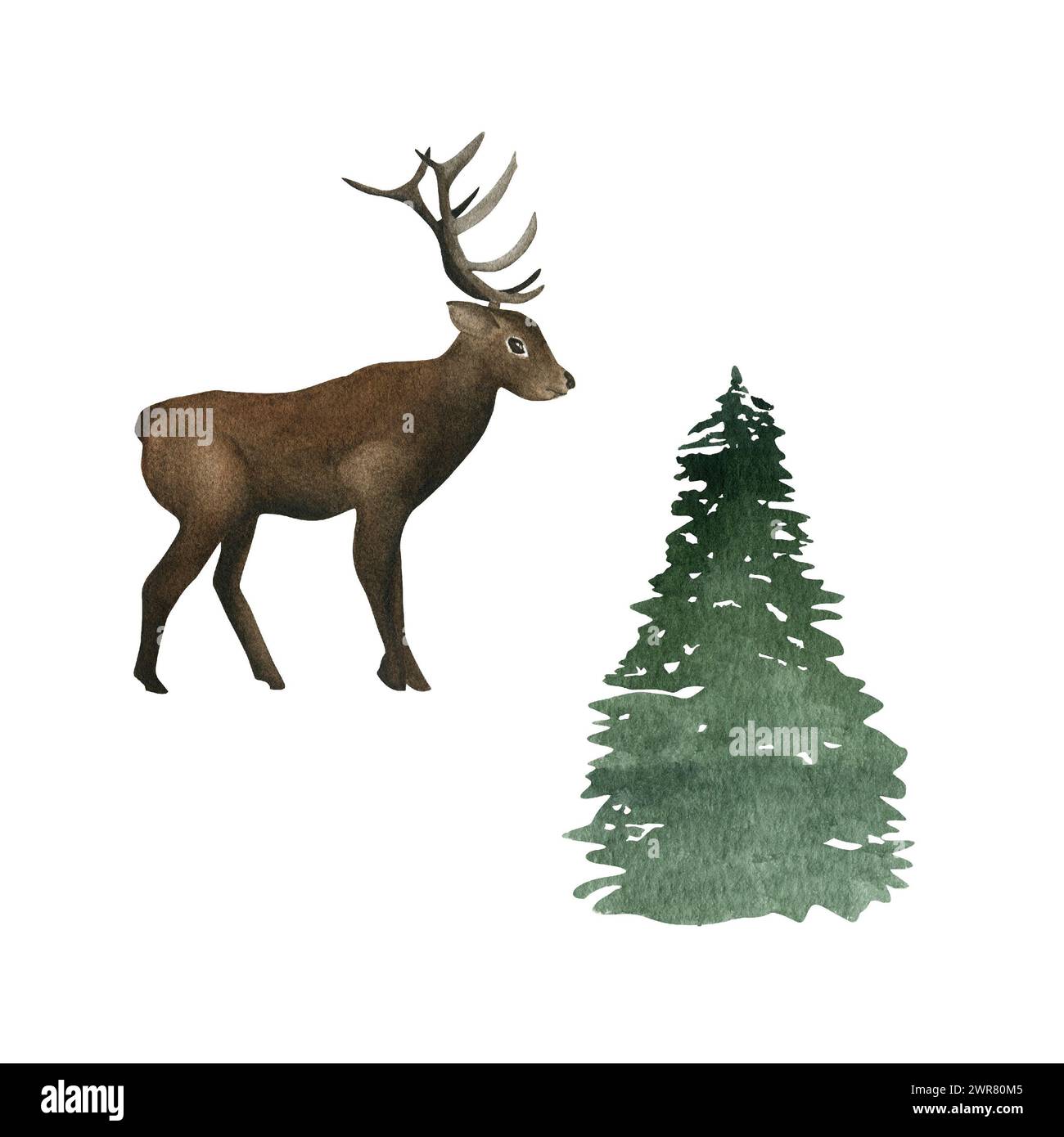 Watercolor set with Deer and spruse.Forest and elk. For Greeting card ...