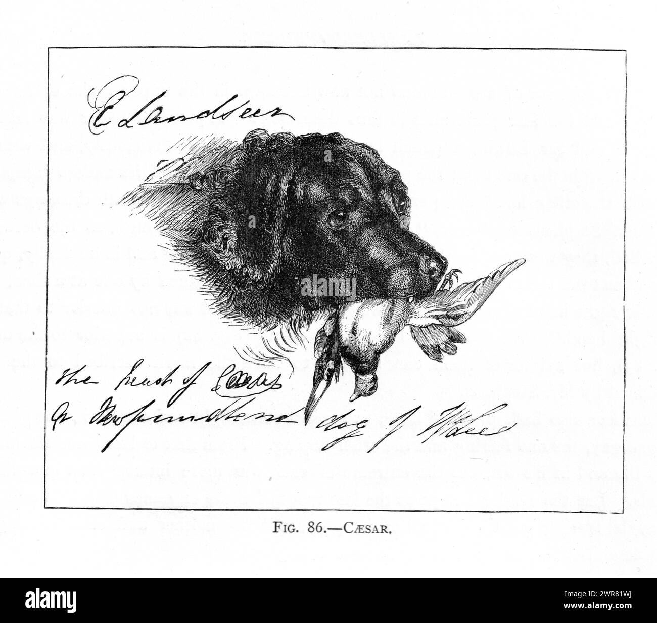 Fig 96 - Caesar - Sir Edward Landseer (1802-1873 Stock Photo - Alamy