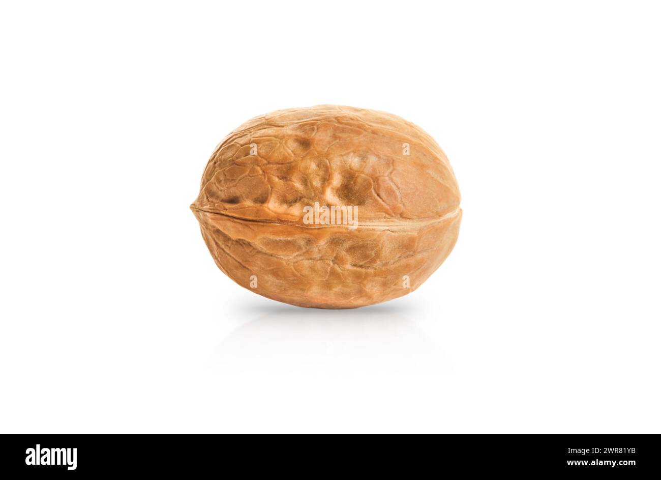 Walnut single isolated on white background with clipping path. Design ...