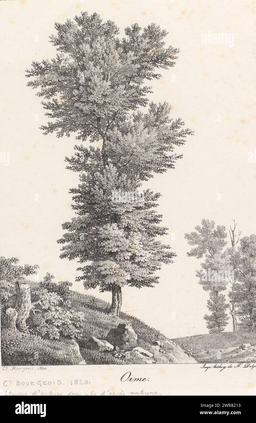 Elm, Orme (title on object), Studies of trees (series title), Études d'Arbres dessinés d'après ...