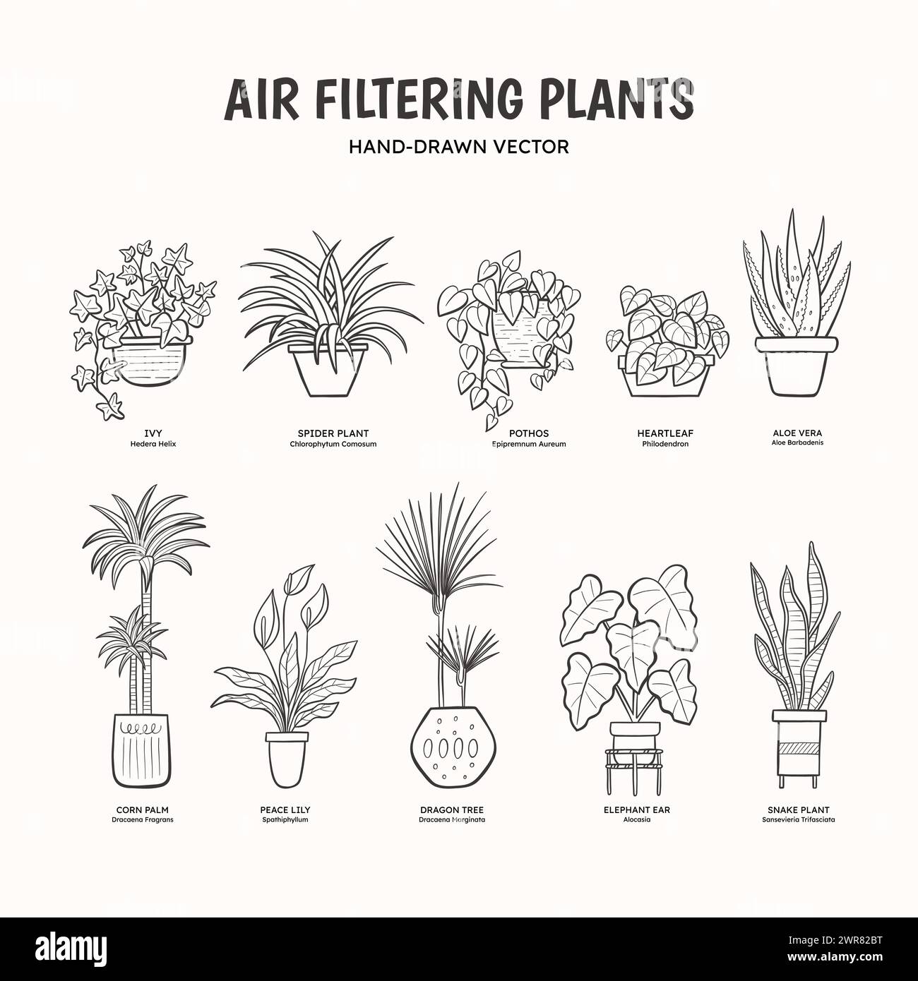 Doodle set of air-purifying plants for indoor spaces. Plants drawing ...