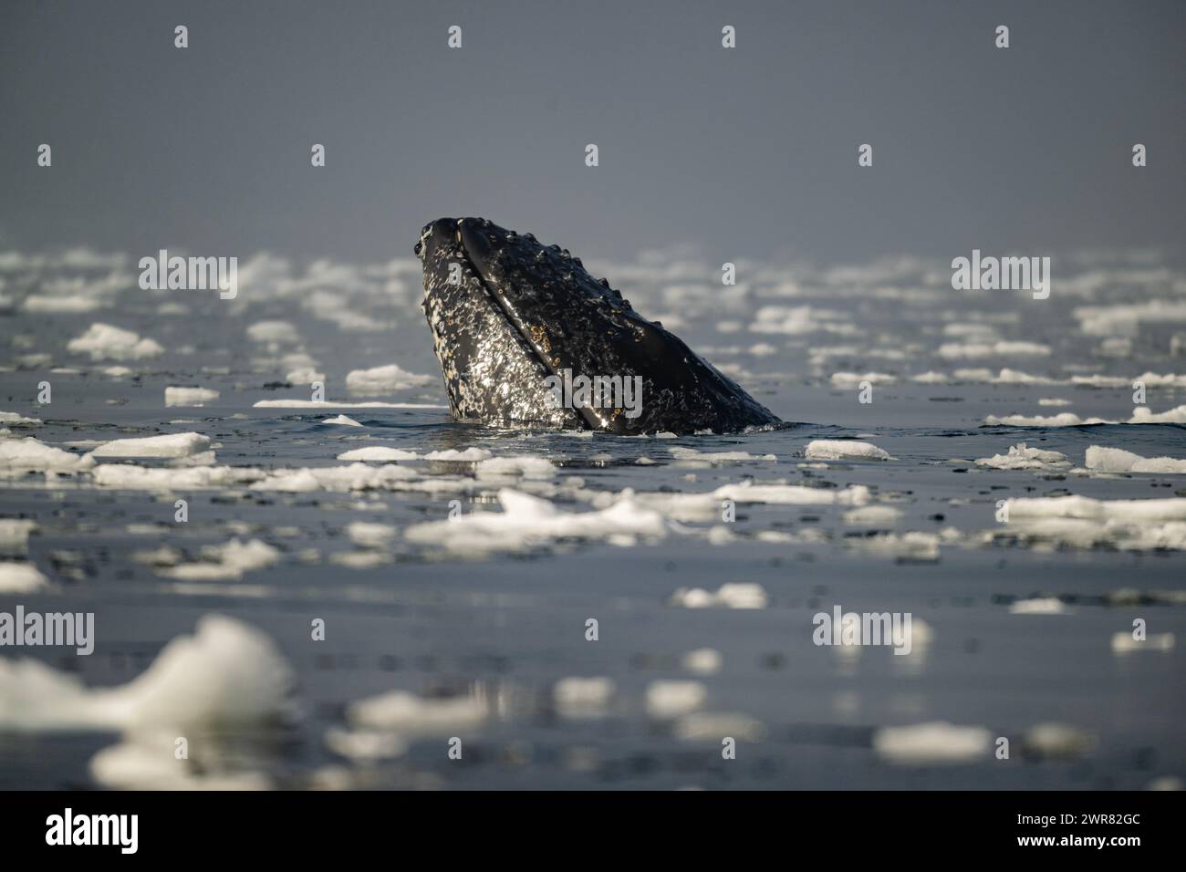 Whale Humpback (Megaptera novaeangliae), Foyn harbour, Wilhelmina Bay ...