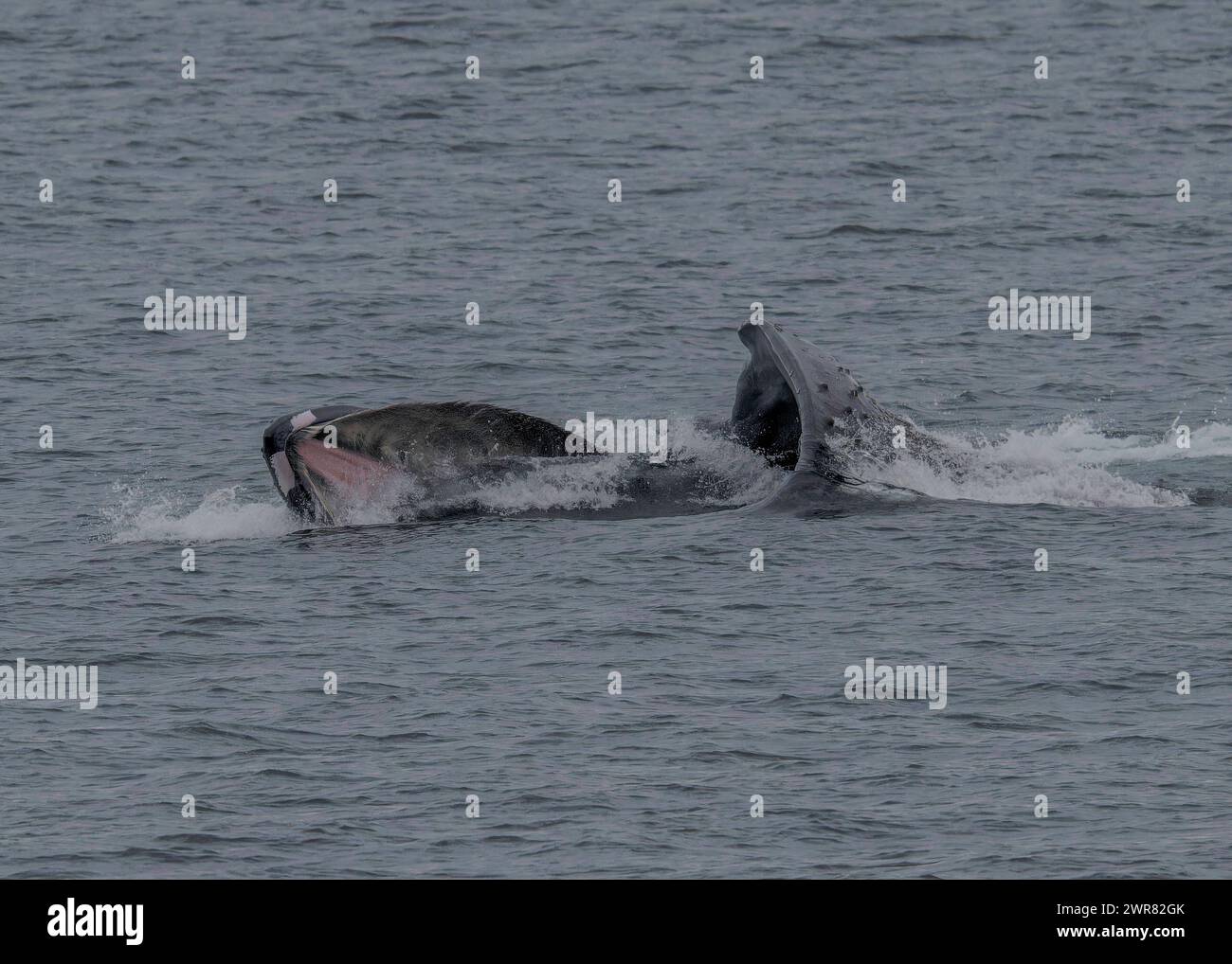 Whale Humpback (Megaptera novaeangliae), Foyn harbour, Wilhelmina Bay ...