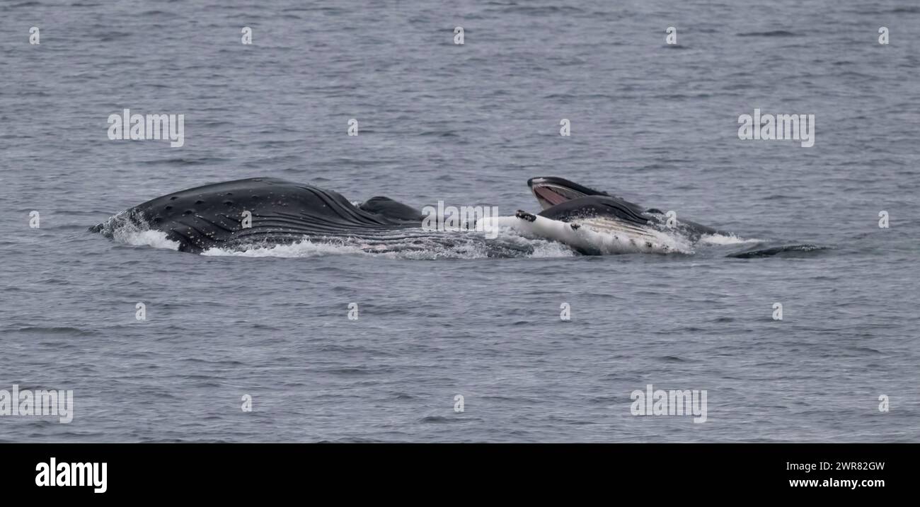Whale Humpback (Megaptera novaeangliae), Foyn harbour, Wilhelmina Bay, Antarctic Peninsular ...