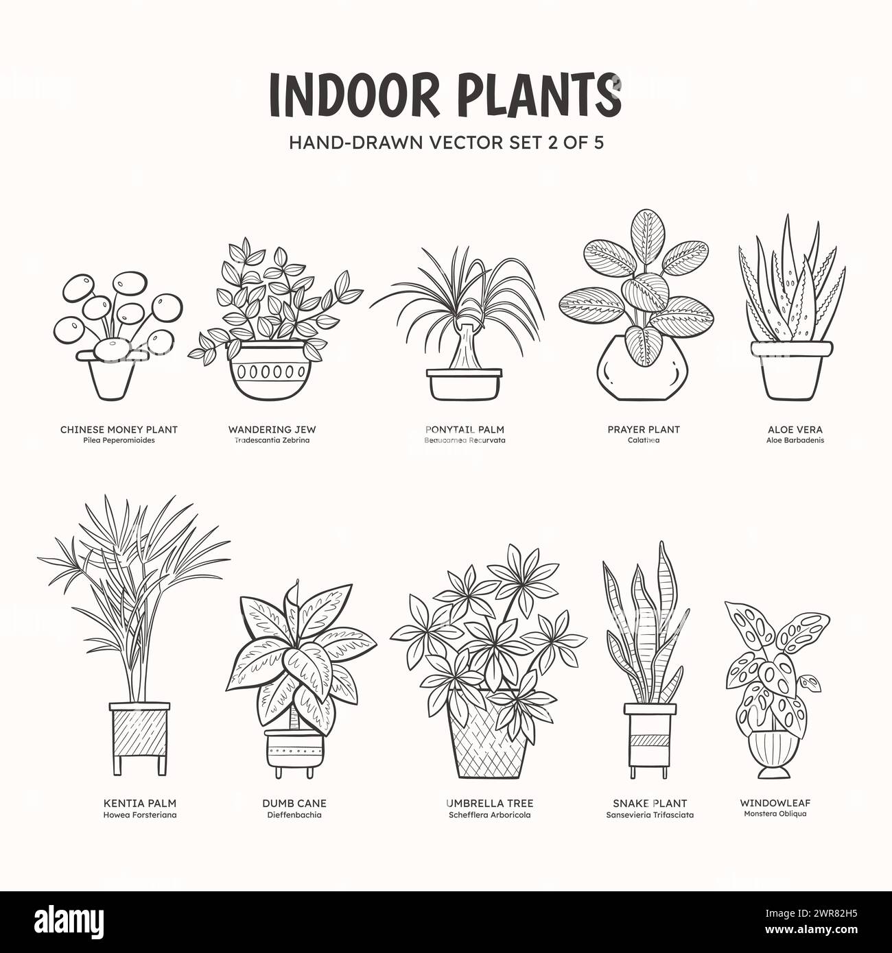Collection of doodle plants for indoor spaces. Tropical plants ...