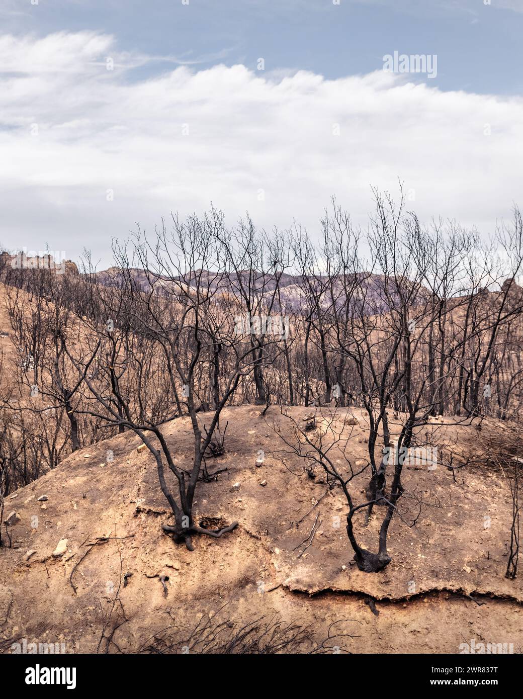 Devastating wildfire in Alexandroupolis Evros Greece, ecological and ...