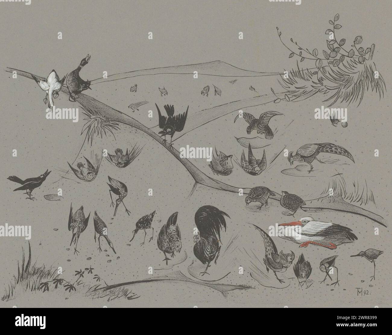 Different bird species dig hi-res stock photography and images - Alamy