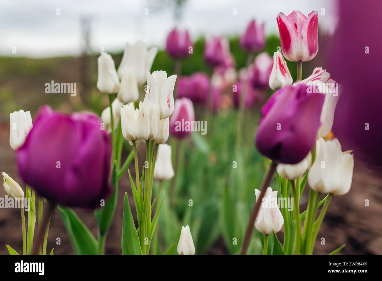 Multi headed flowers hi-res stock photography and images - Alamy
