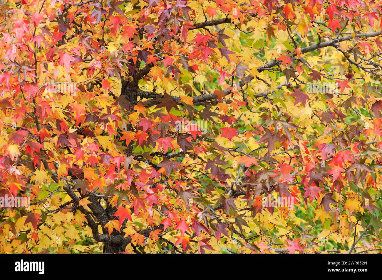 Sweetgum tree in autumn foliage Stock Photo - Alamy