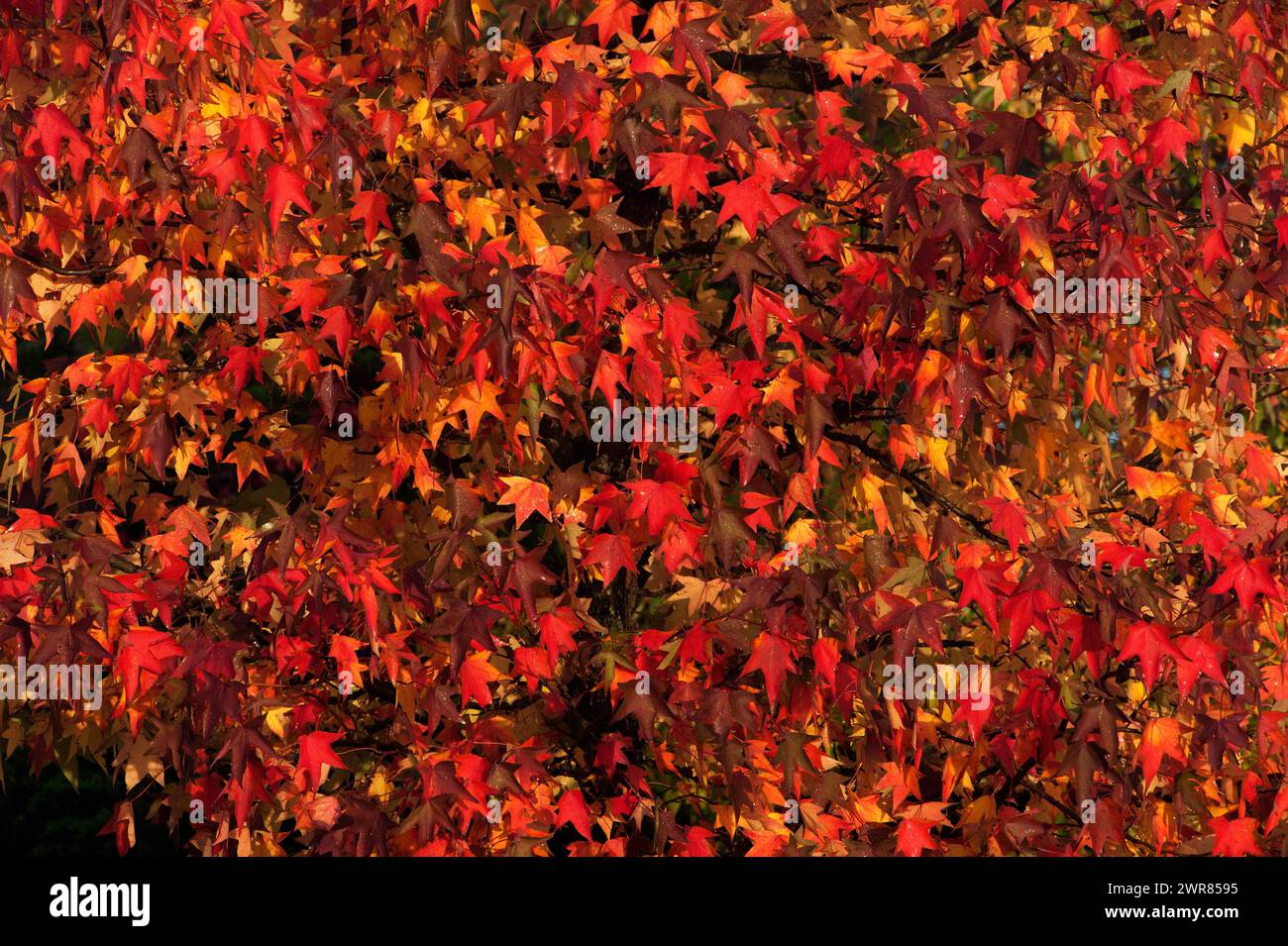 Sweetgum tree in autumn foliage Stock Photo - Alamy