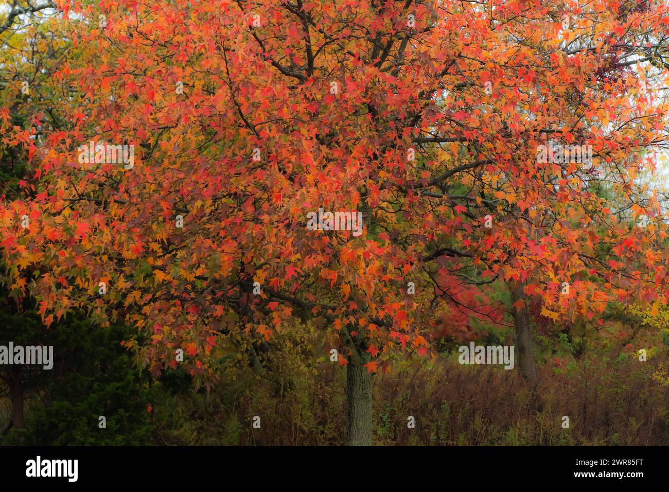Sweetgum tree in autumn foliage Stock Photo - Alamy