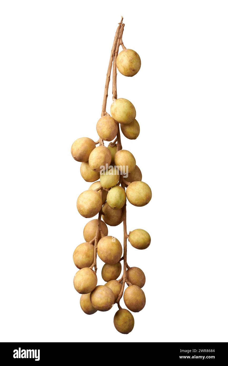 Gaduguda hi-res stock photography and images - Alamy