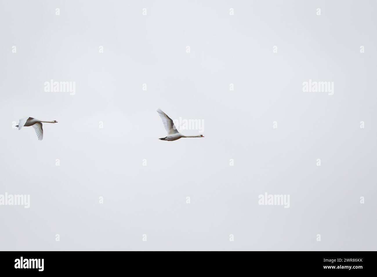 Formation of swan hi-res stock photography and images - Alamy