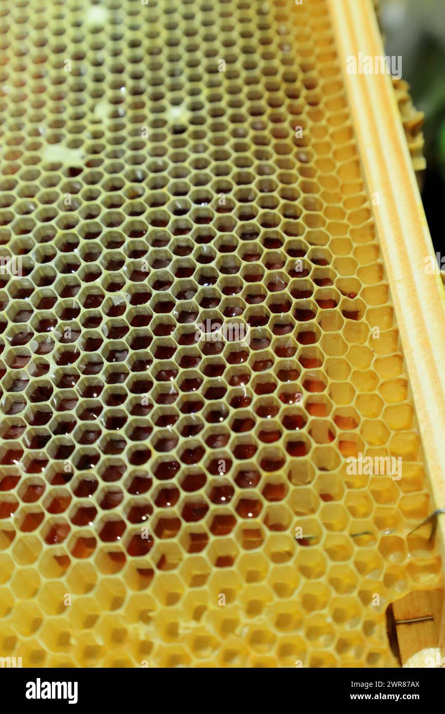 Honeycombs full of honey from the bee hive Stock Photo - Alamy