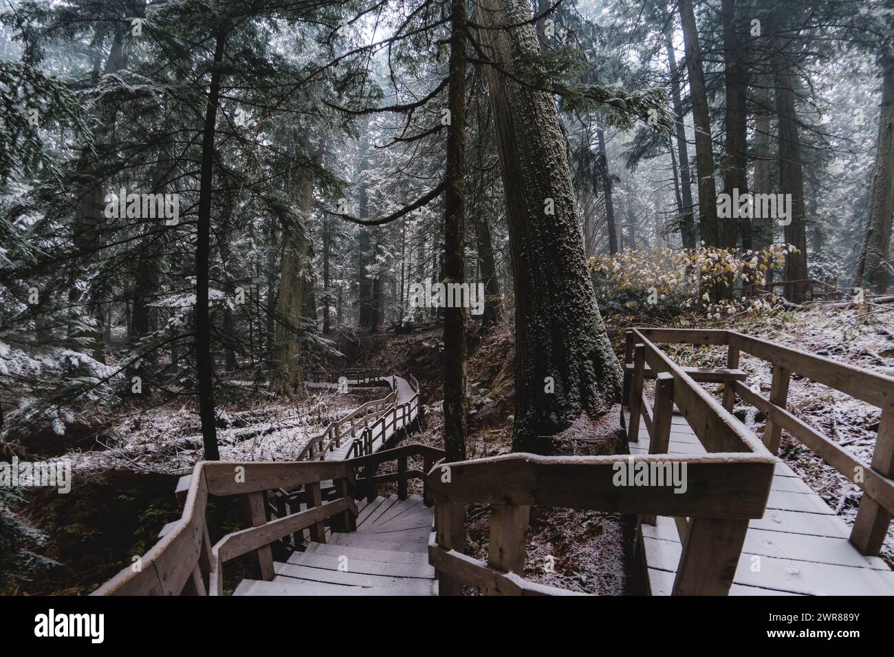 Part of the Boardwalk in the Giant Cedar Boardwalk trail in BC Stock ...
