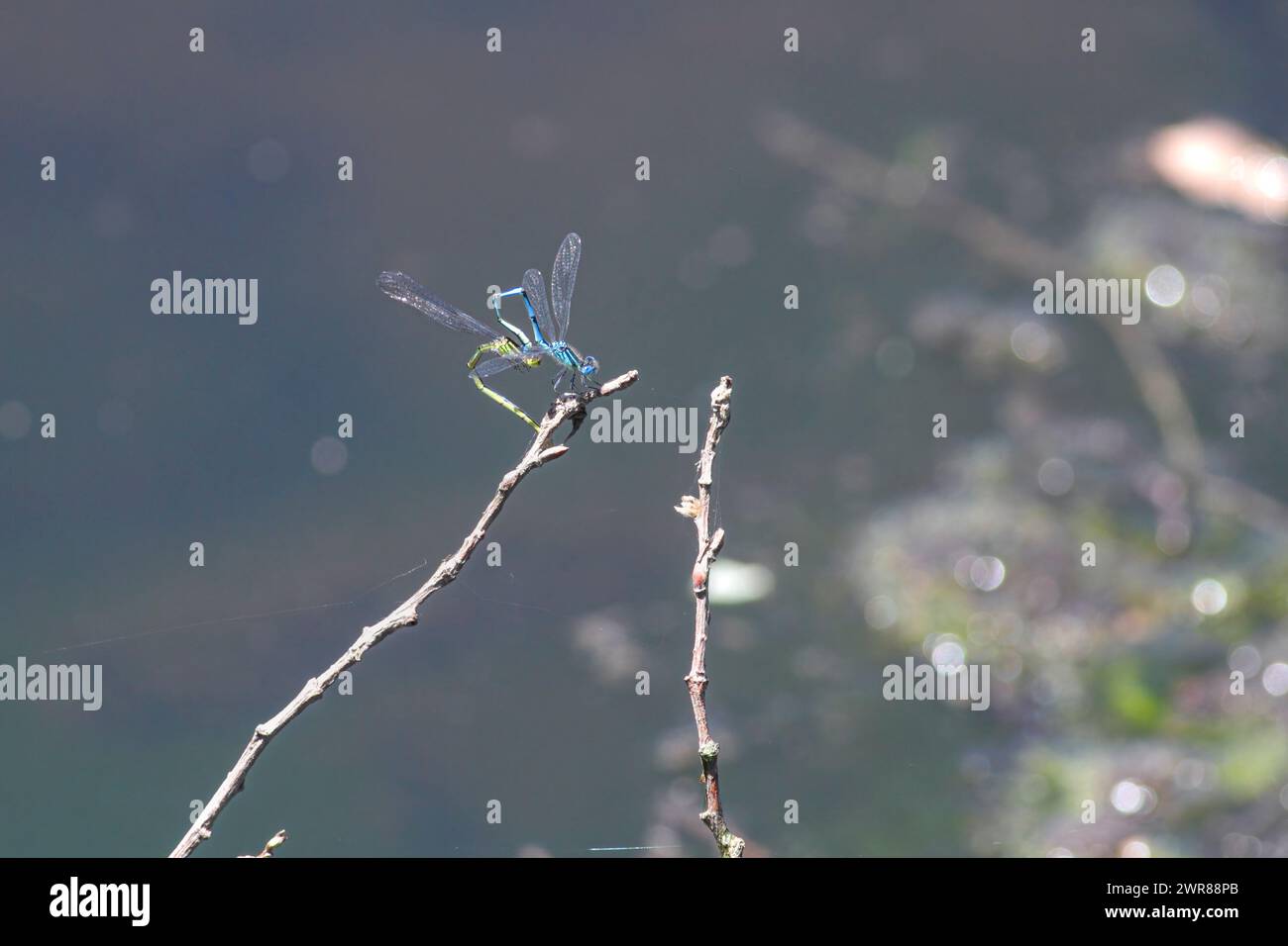 Colorful damselfly mating. Lima river, north of Portugal Stock Photo ...