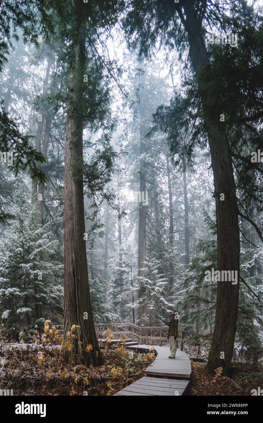 My wife looking up in awe at giant cedar trees Stock Photo - Alamy