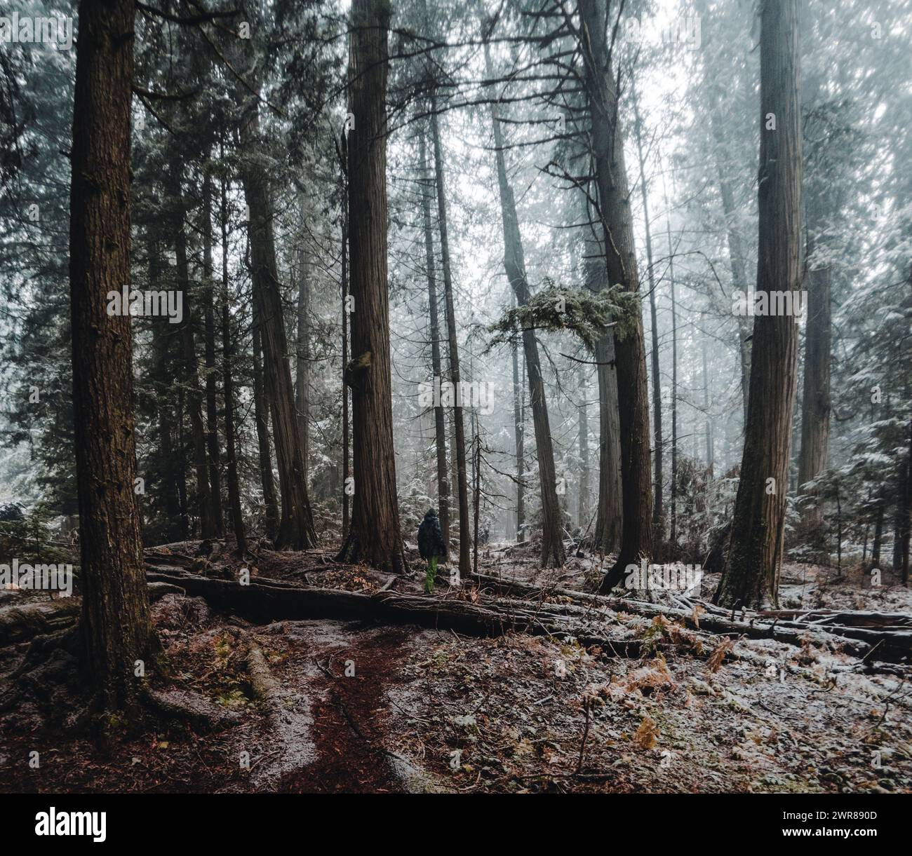 Me wandering the woods amongst Giant Cedar Trees in the Giant Cedar ...