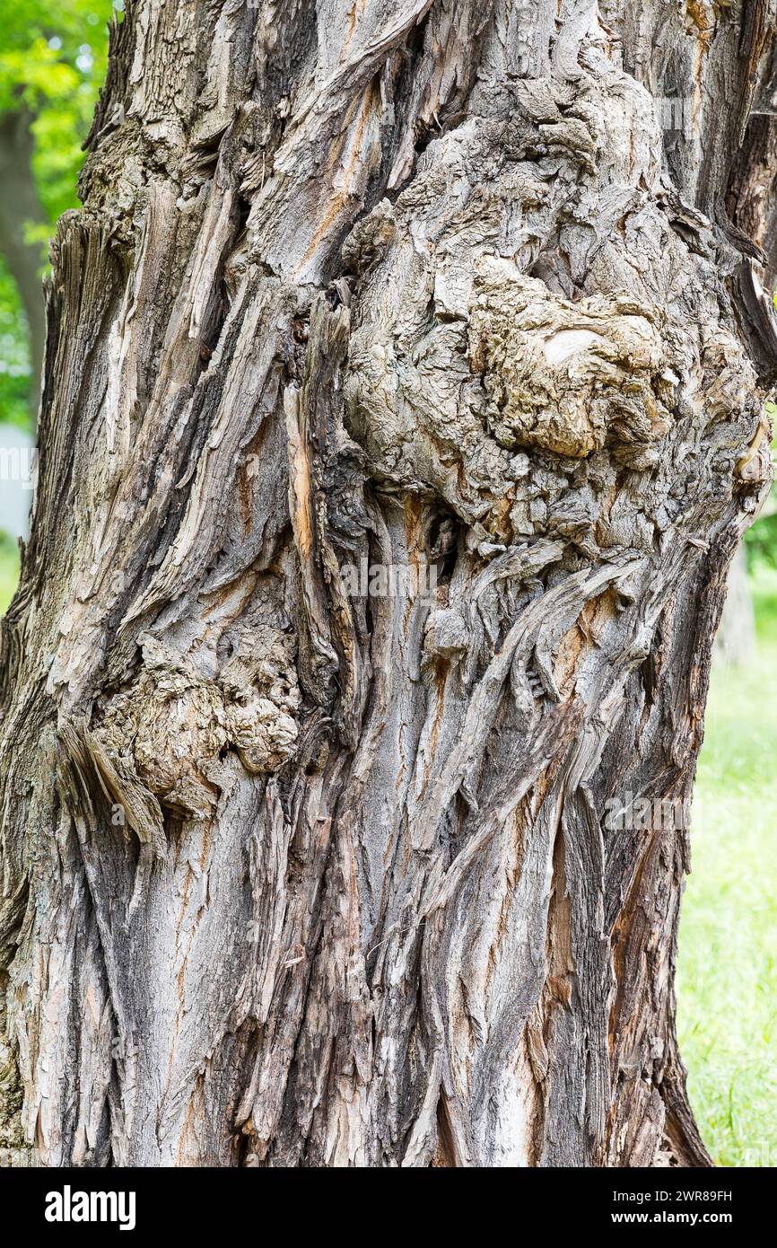 Struktur der Borke der Robinie Robinia *** Structure of the bark of the ...