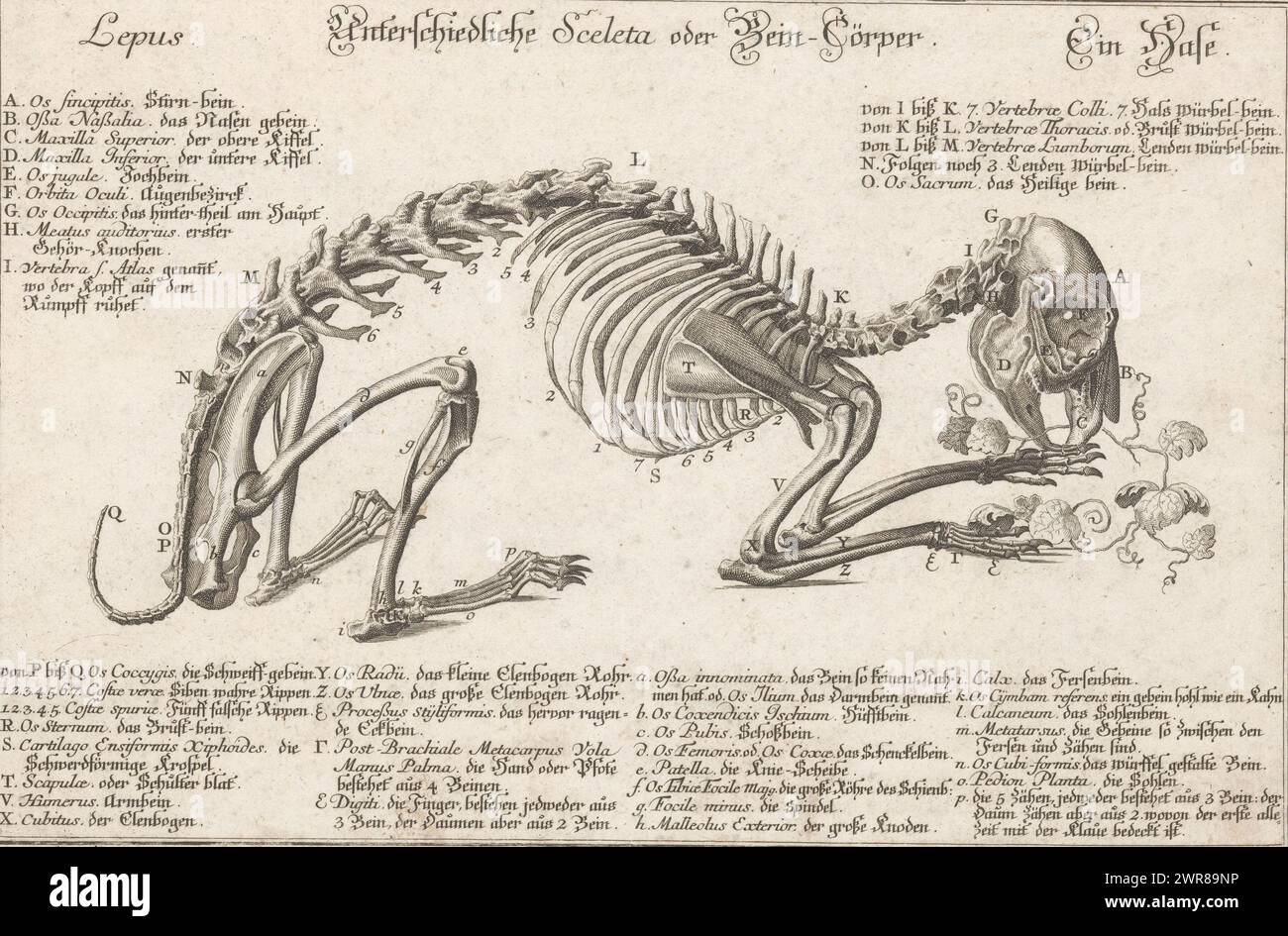 Skeleton of a hare, Lepus / Ein Hase (title on object ...