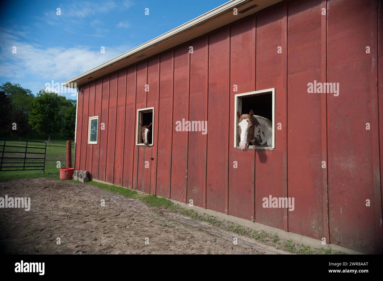 Red painted wooden horse barn with three open windows two horses ...