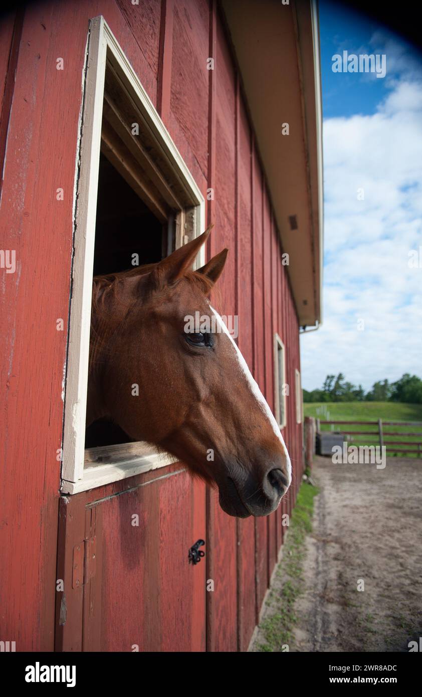 Chestnut horse with white blaze on face looking out of window of red ...