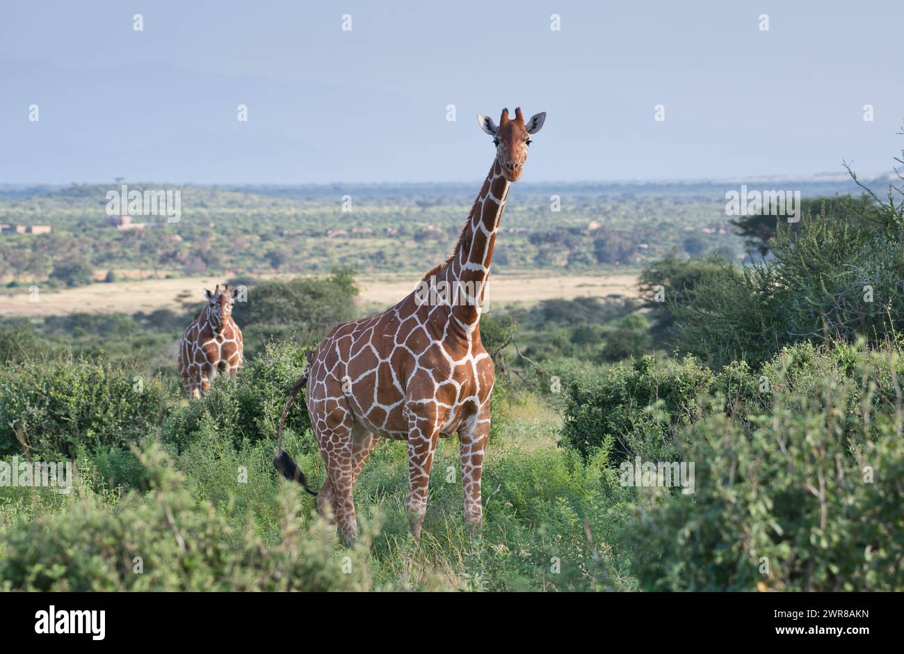 Reticulated giraffe giraffa camelopardalis reticulata hi-res stock ...