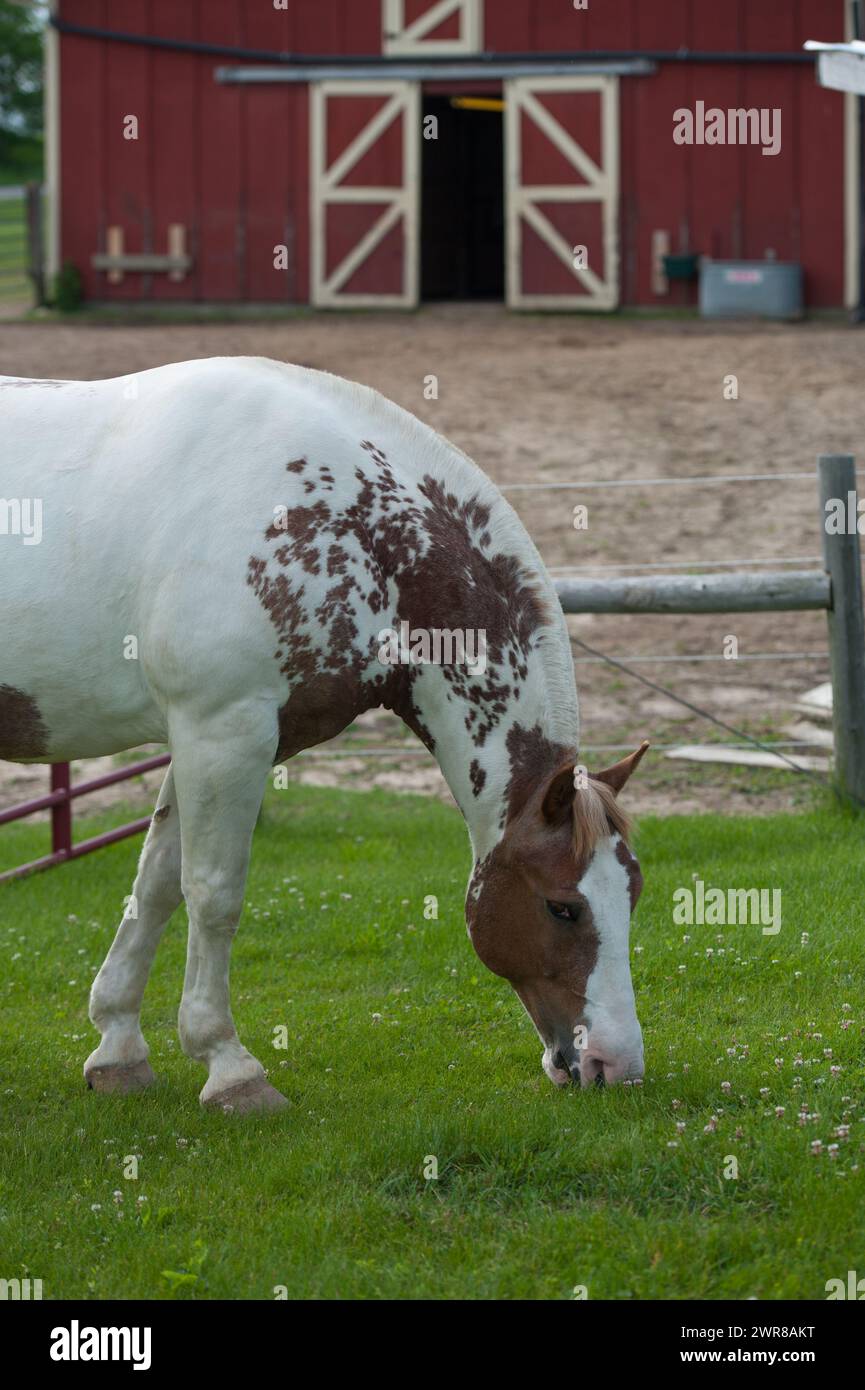 brown and white paint draft horse grazing on lush green grass in front ...