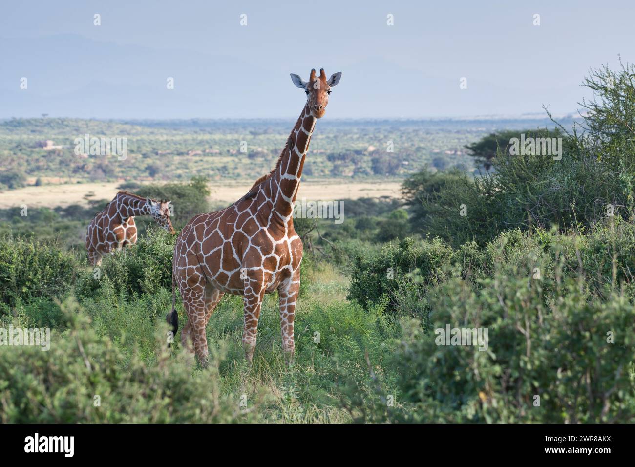 Two reticulated giraffe (Giraffa camelopardalis reticulata) in Samburu National Reserve, Kenya ...