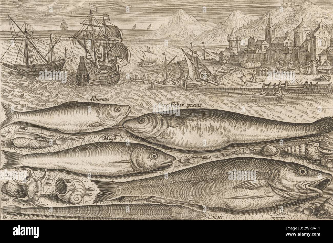 Conger eel on beach hi-res stock photography and images - Alamy