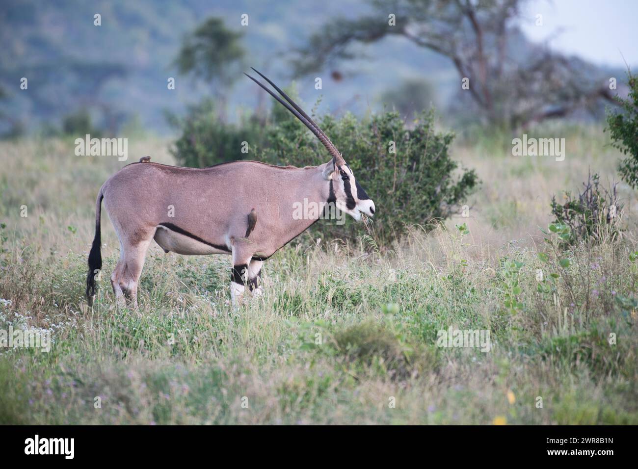 Beisa oryx (Oryx beisa), male in rich pasture following unseasonal ...