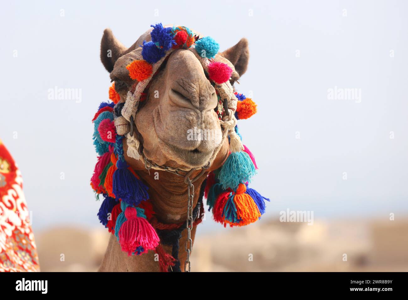 Close up portrait of a camels head wearing a brightly colored bridle ...