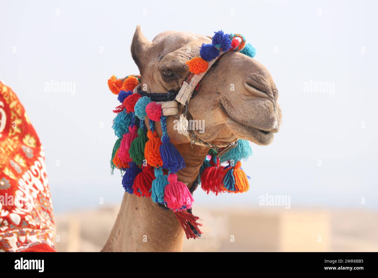 Close up portrait of a camels head wearing a brightly colored bridle ...