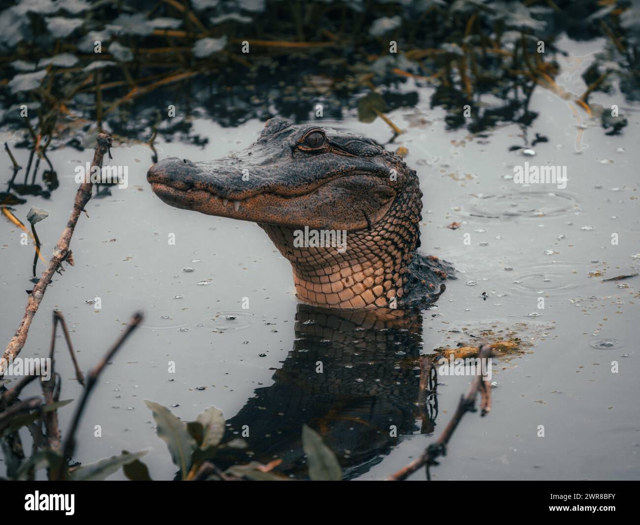An American alligator swimming in a marsh, surrounded by branches and ...