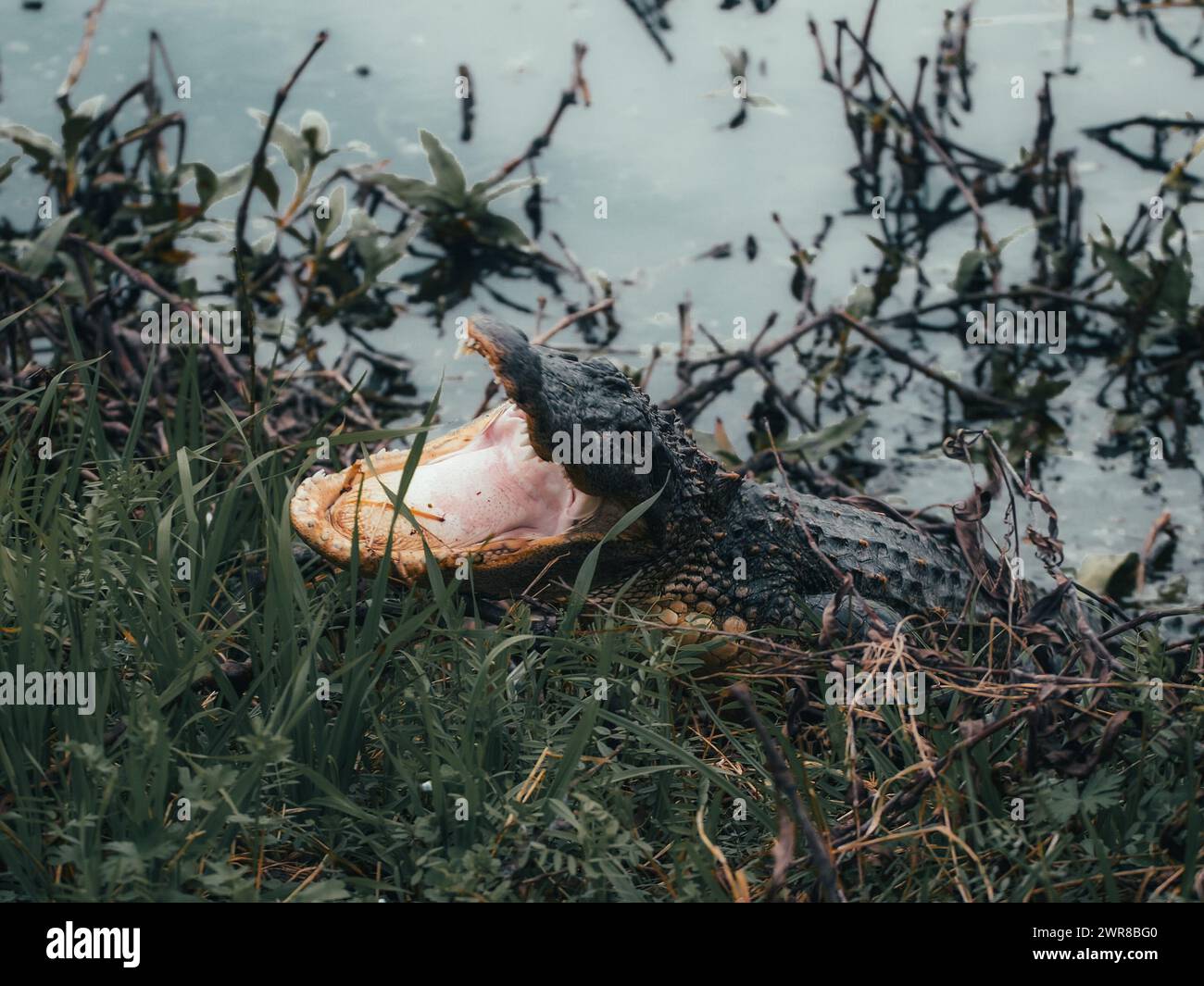 An American Alligator feasting on prey partially submerged in water ...