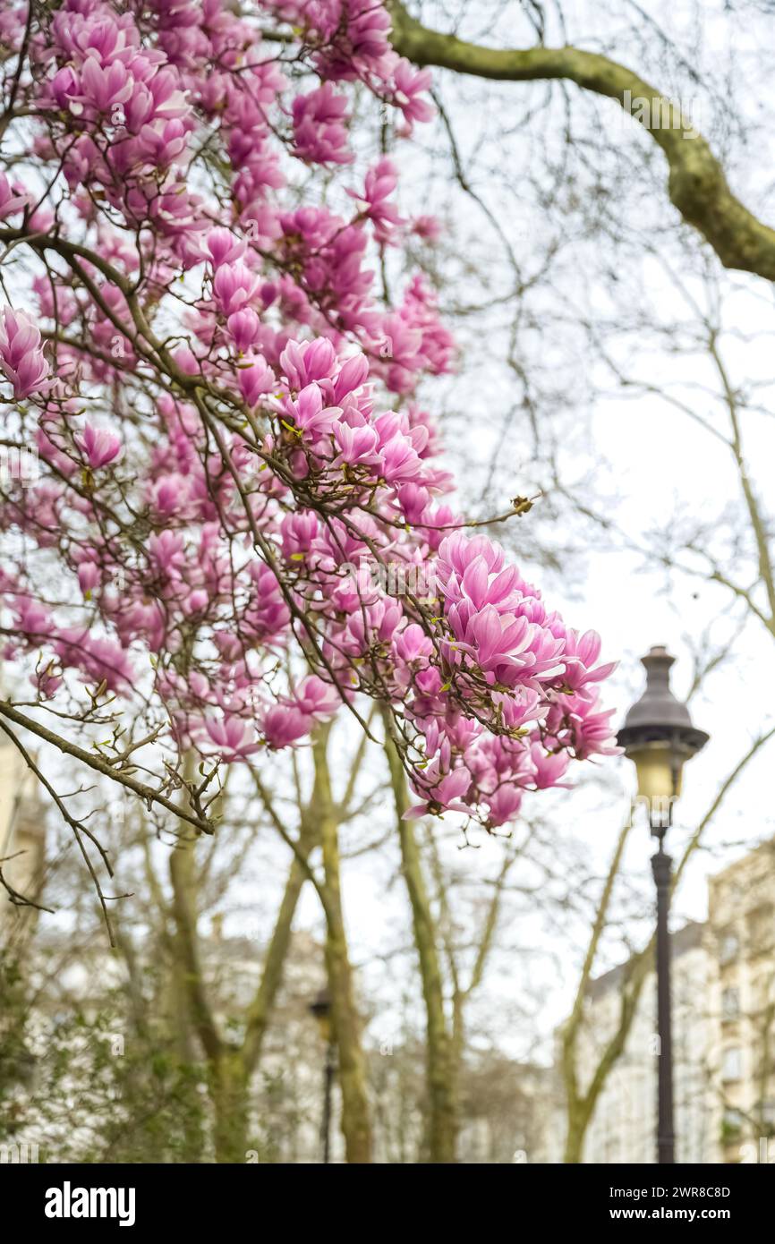 Leaf lamppost background hi-res stock photography and images - Alamy