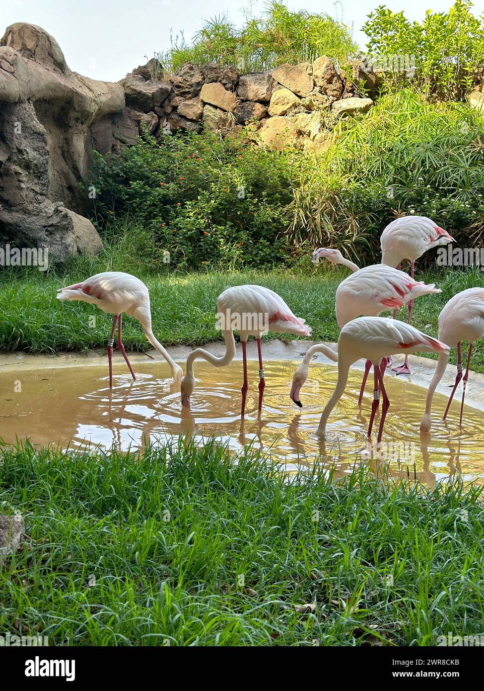 Flamingos in mud hi-res stock photography and images - Alamy