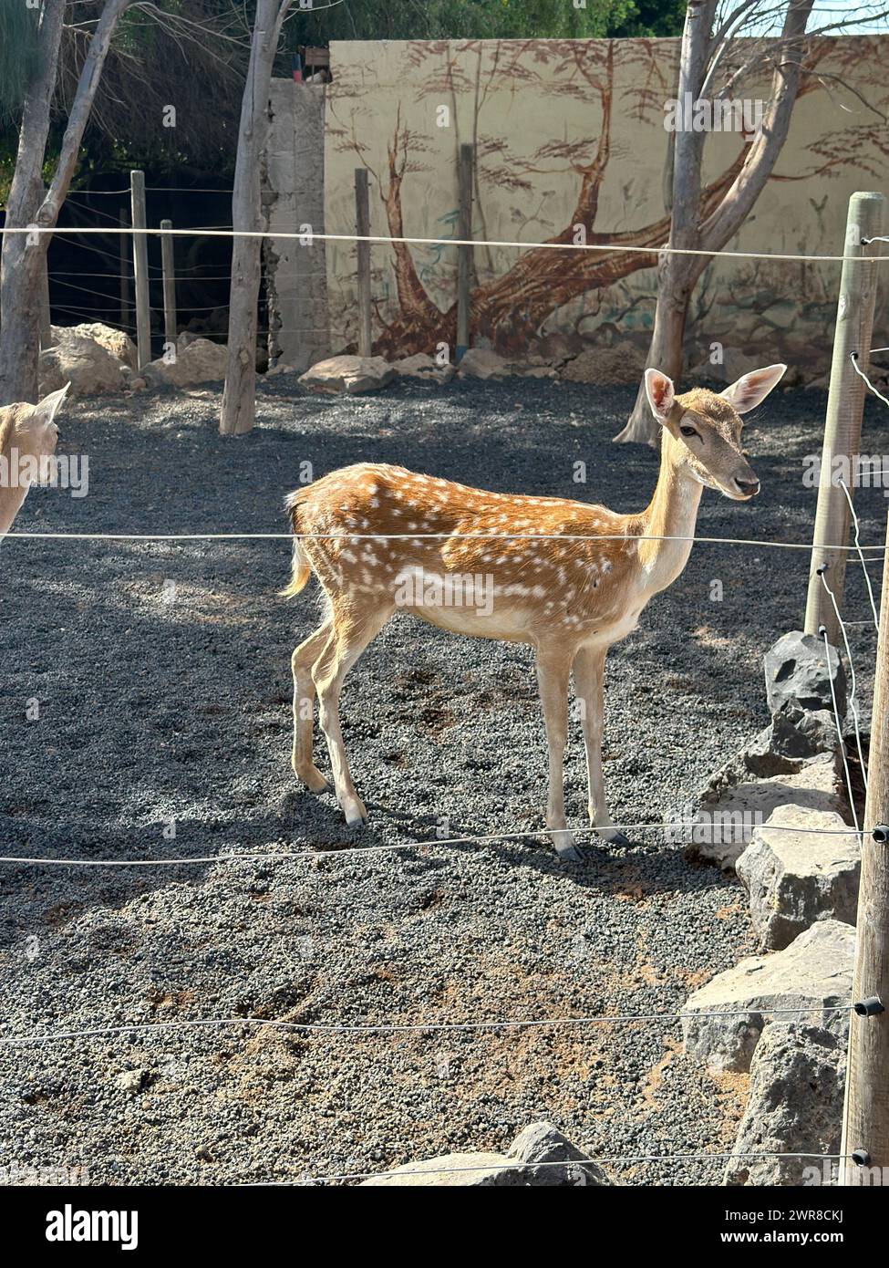 Two deer and various animals in enclosed area Stock Photo - Alamy