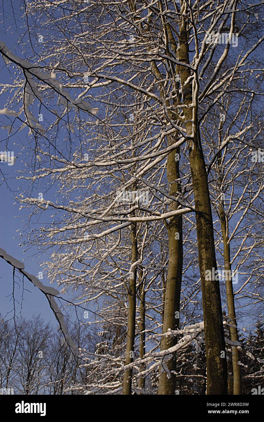 JYDERUP/DENMARK First snow fall in jyderup danish country side vilage ...