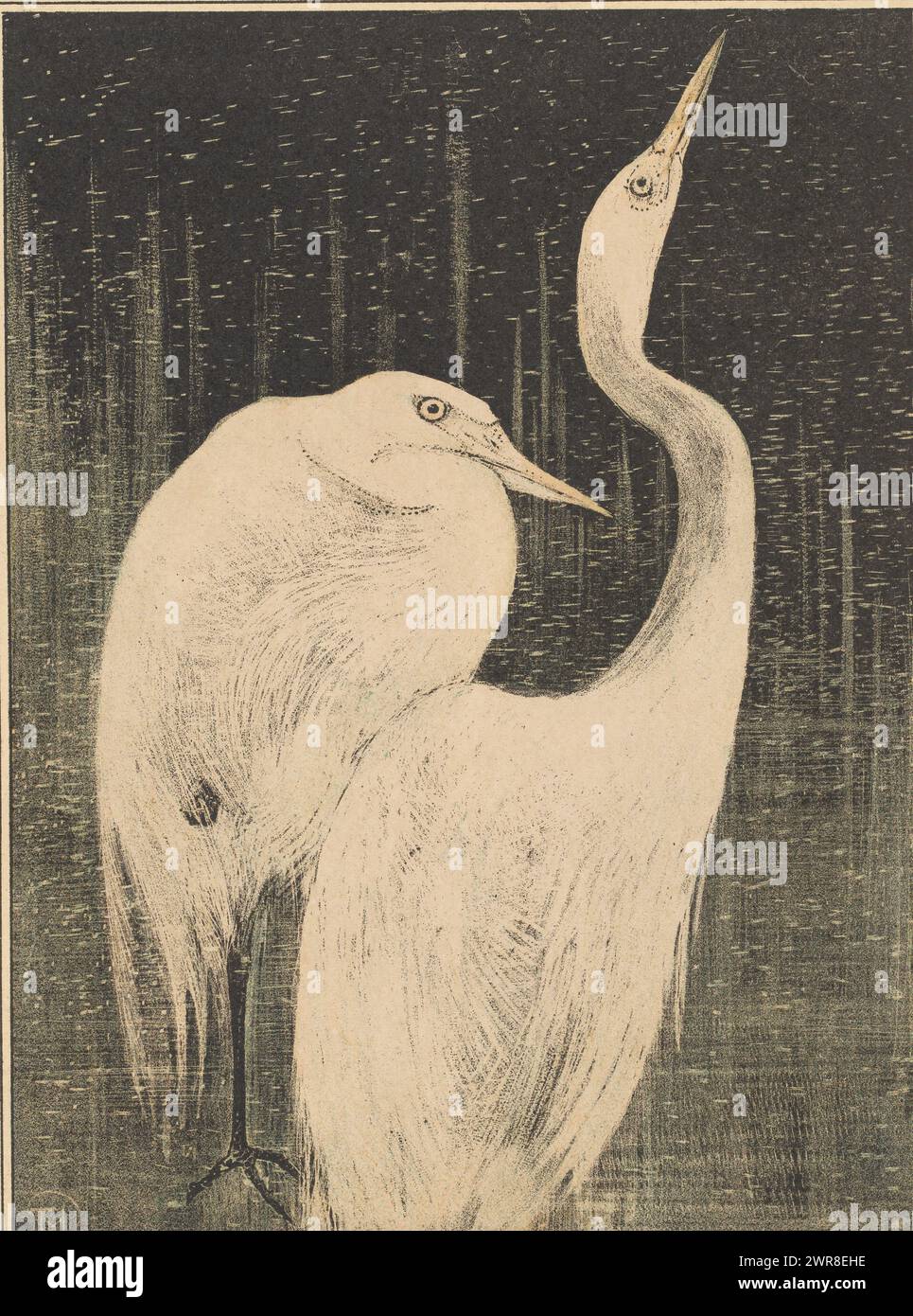 Two egrets, A heron with its neck outstretched; the other cowered ...
