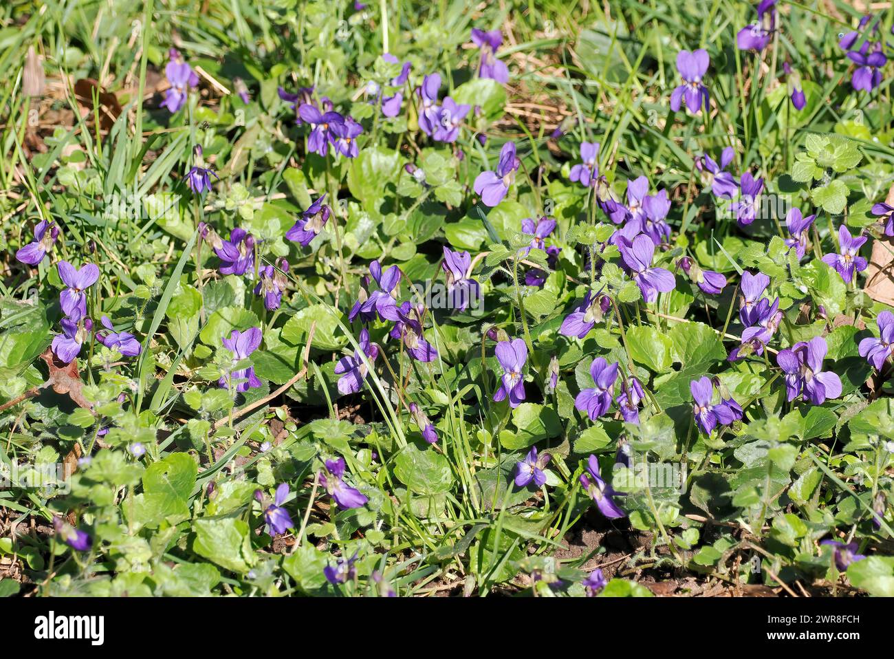 wood violet, sweet violet, common violet, Duftveilchen, Violette ...