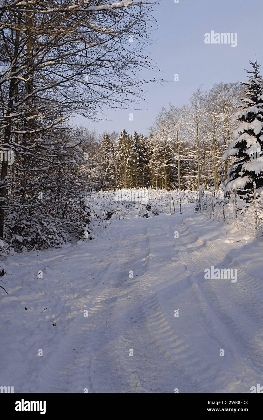 Forst lager hi-res stock photography and images - Alamy