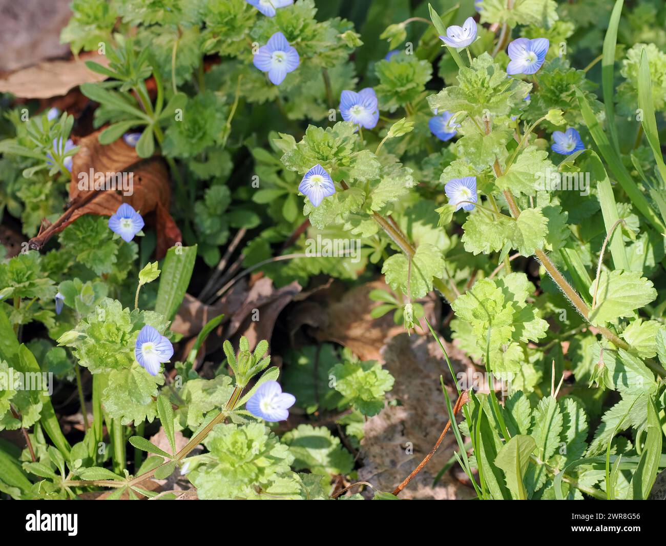 birdeye speedwell, common field-speedwell, Persischer Ehrenpreis ...