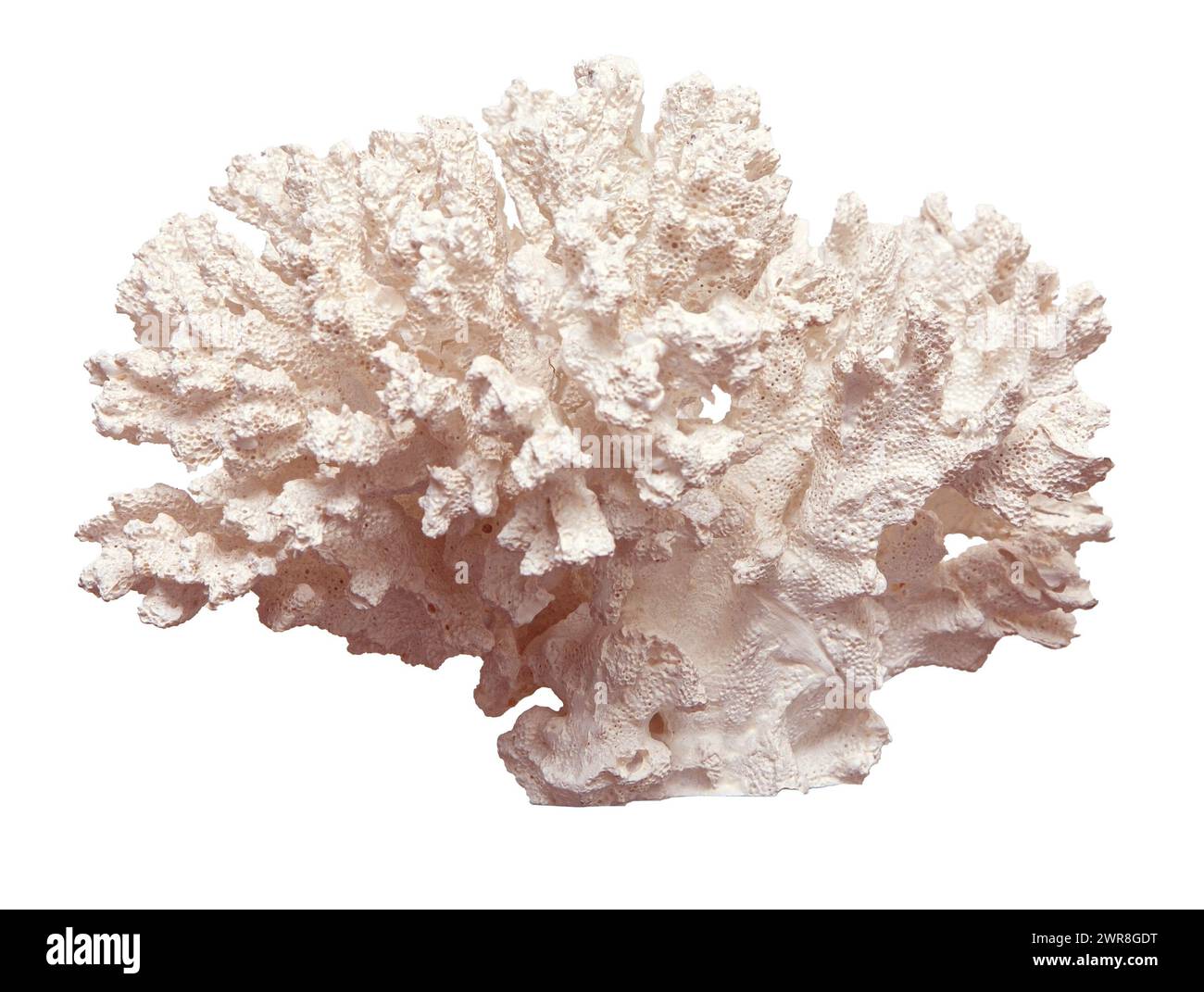 light coral isolated on white background Stock Photo - Alamy